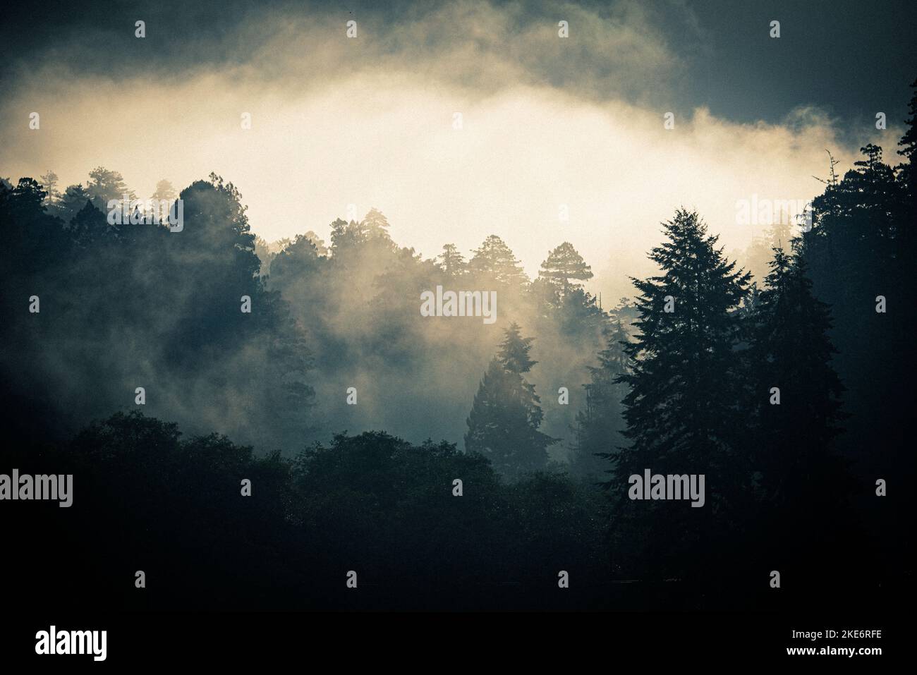 Coastal Fog Envelopes a Temperate Rainforest in Early Morning in ...