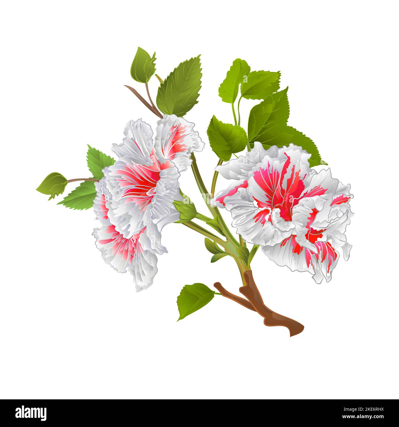 Branch white hibiscus tropical flowers on a white background vintage ...
