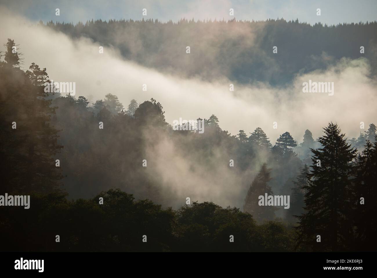 Coastal temperate rainforest hi-res stock photography and images - Alamy