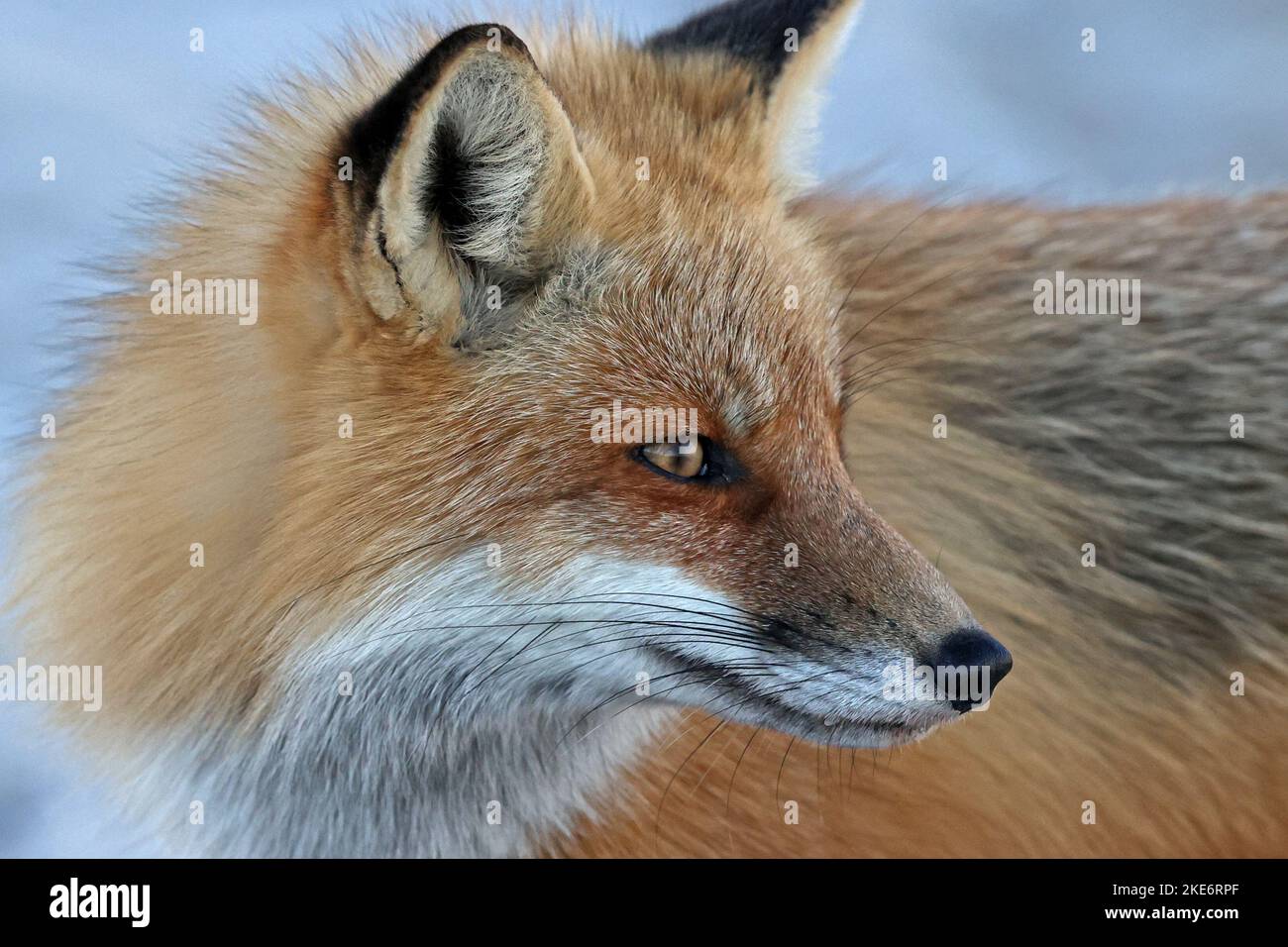 Red fox close-up Stock Photo - Alamy
