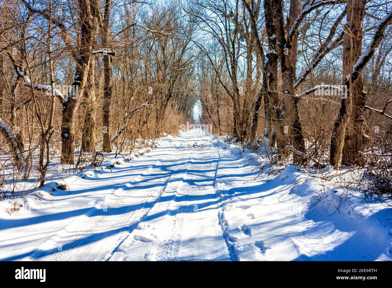 Through clearing in forest hi-res stock photography and images - Alamy