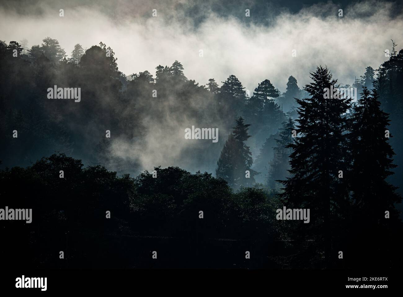 Coastal Fog Envelopes a Temperate Rainforest in Early Morning in ...