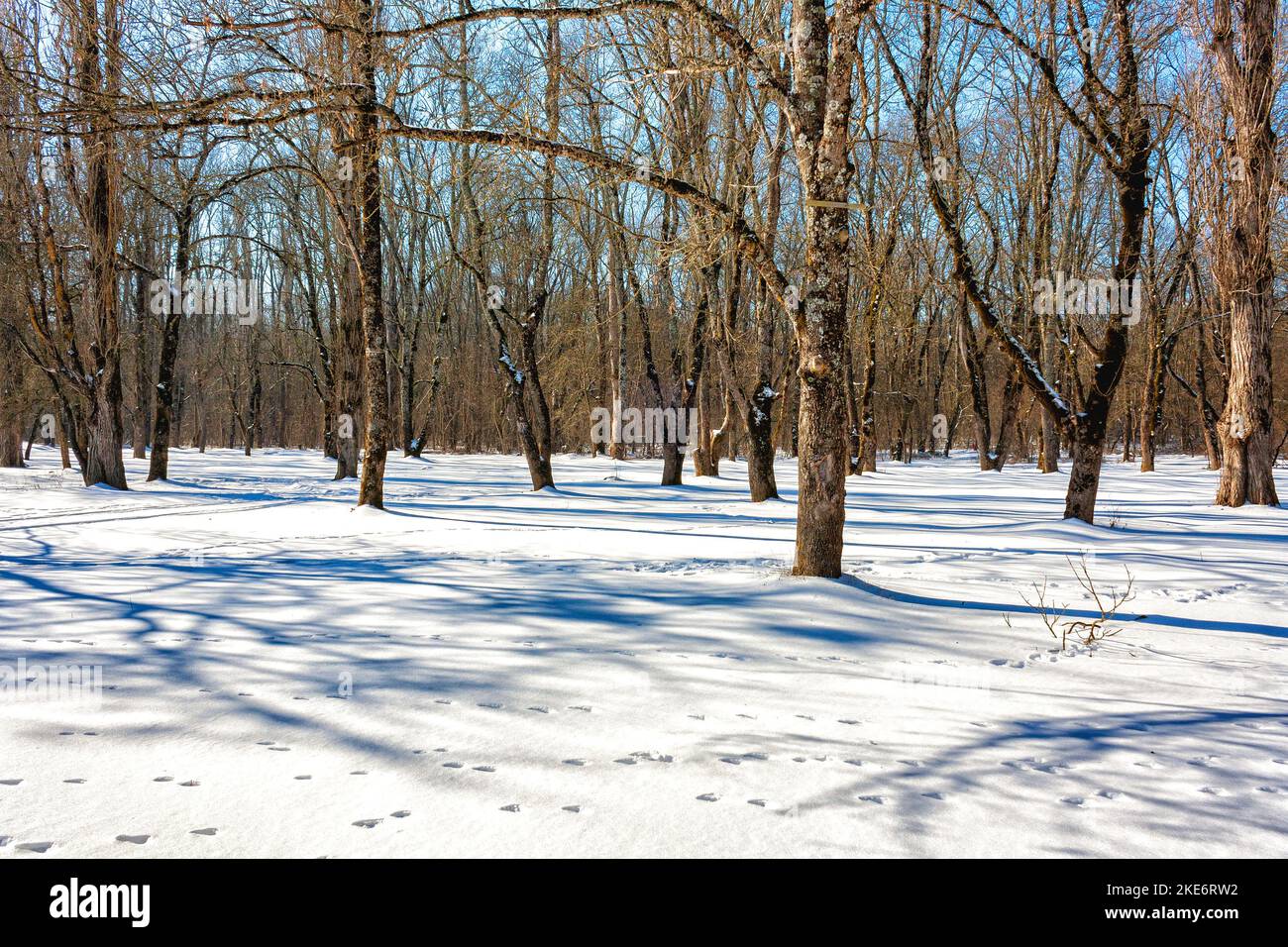 Forest edge with sparse trees Stock Photo - Alamy