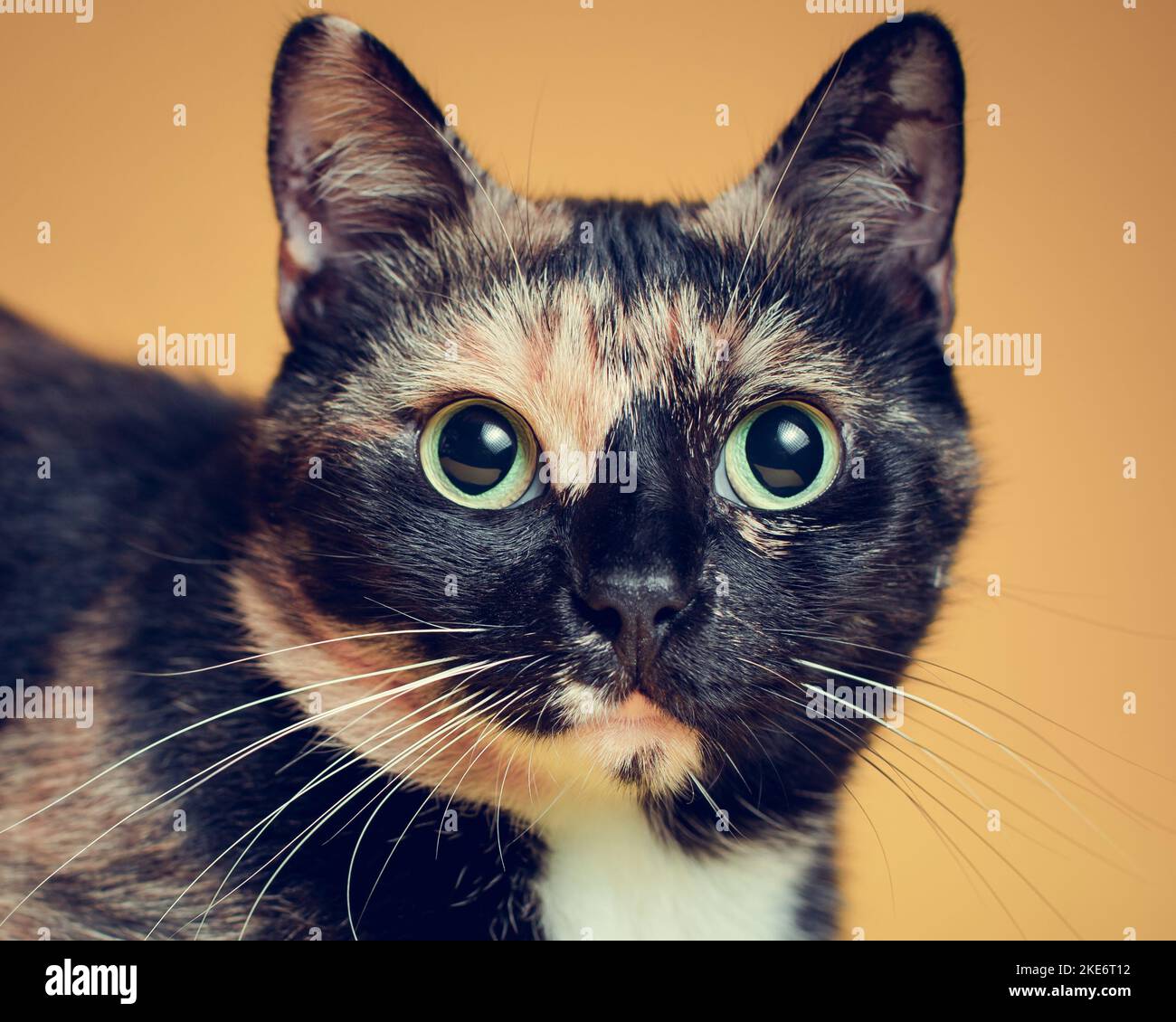 The head of a cute calico cat against yellow background Stock Photo - Alamy
