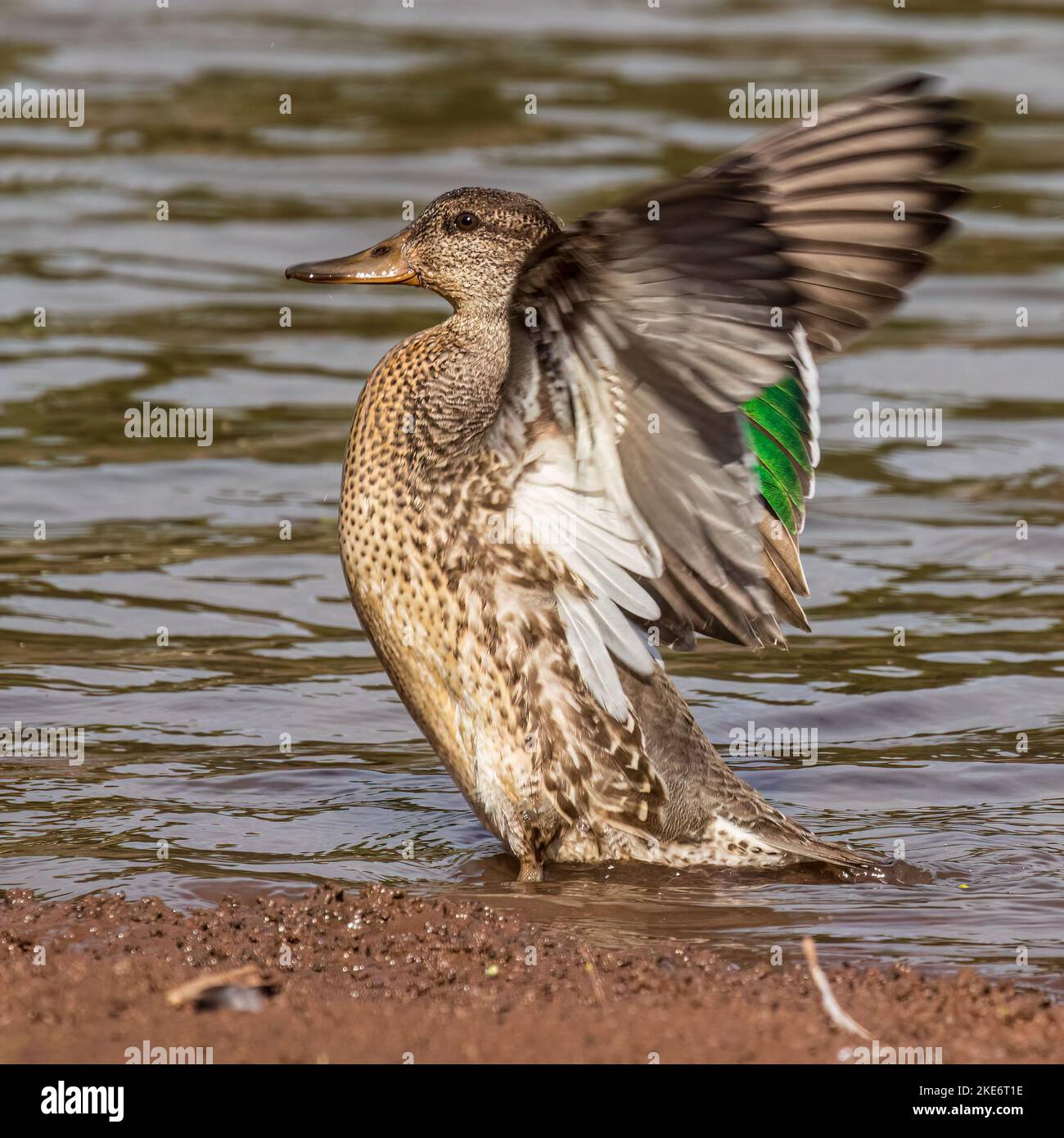 Green Winged Teal flapping wings showing green colour Stock Photo - Alamy
