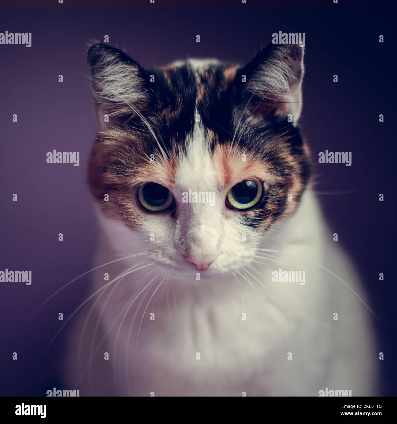 A vertical shot of the head of a cute calico cat against dark ...