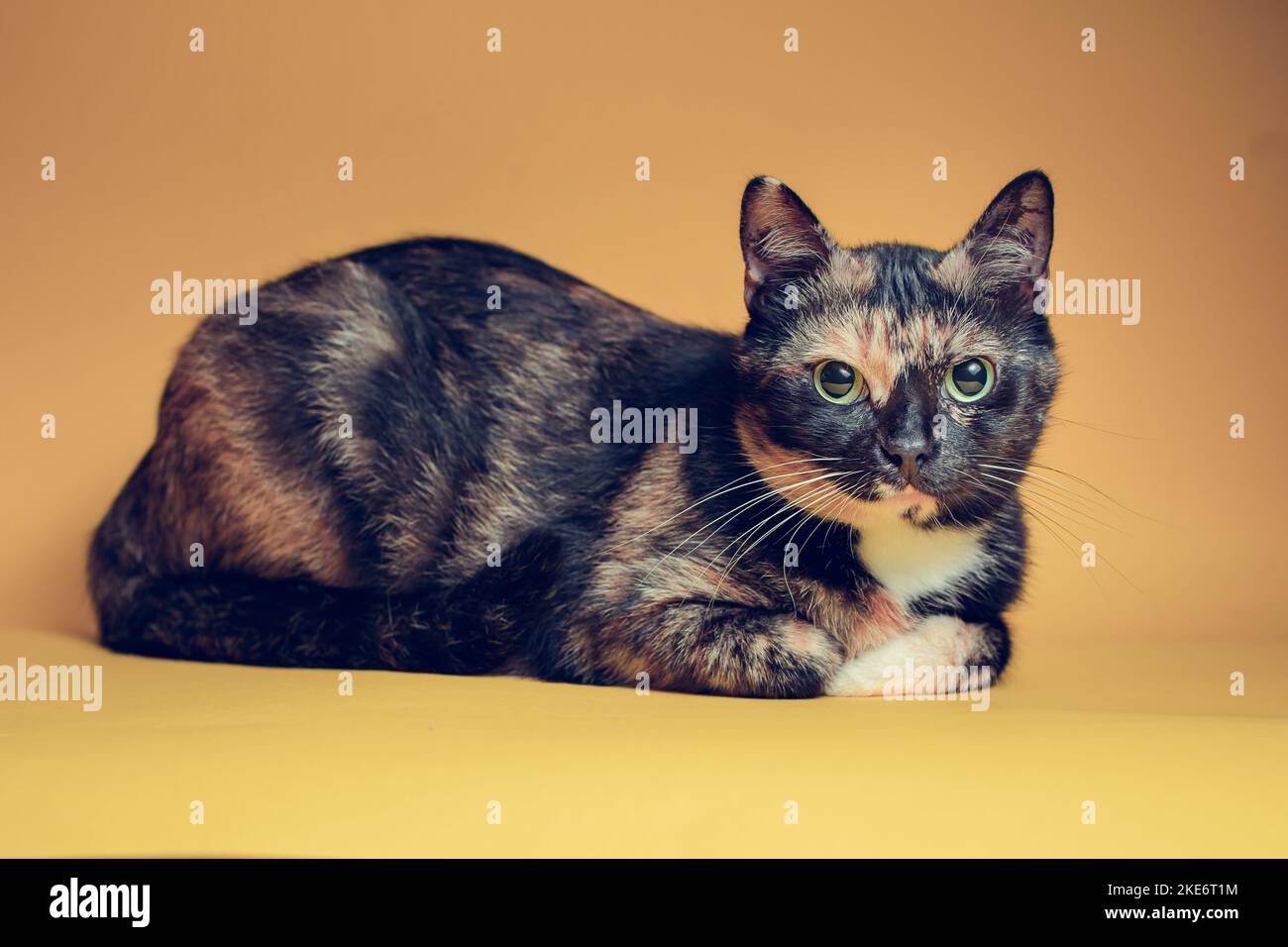 A cute calico cat against yellow background Stock Photo - Alamy