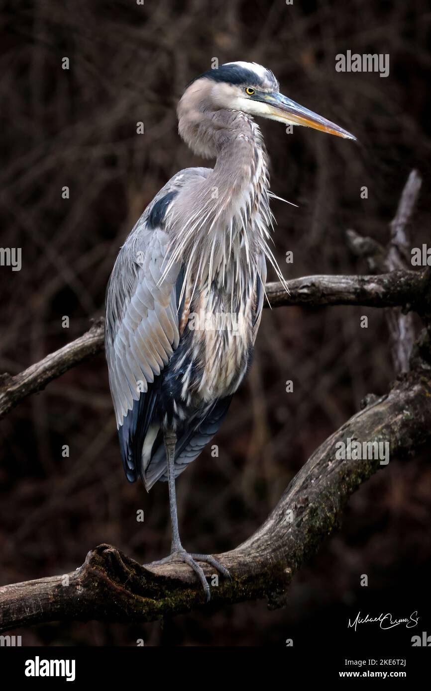 Great blue heron profile hi-res stock photography and images - Alamy