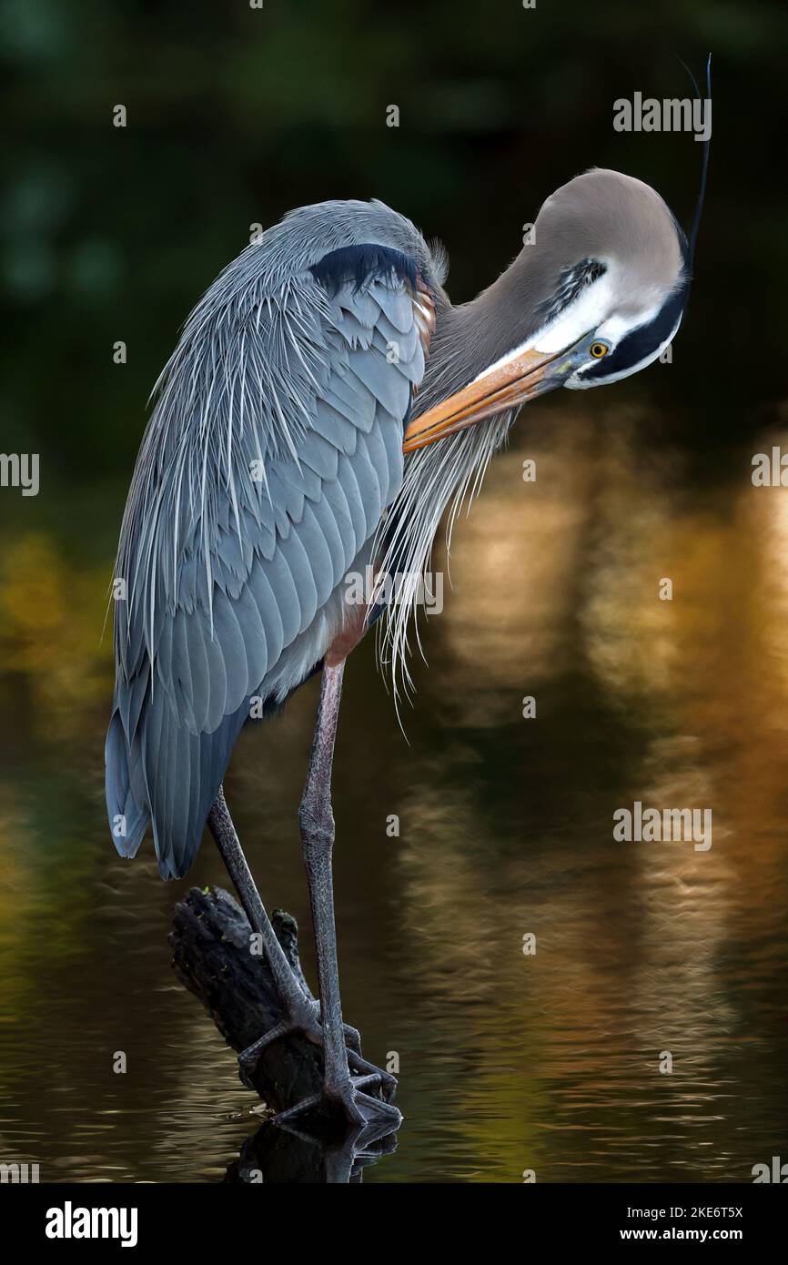 Great blue heron preening Stock Photo - Alamy