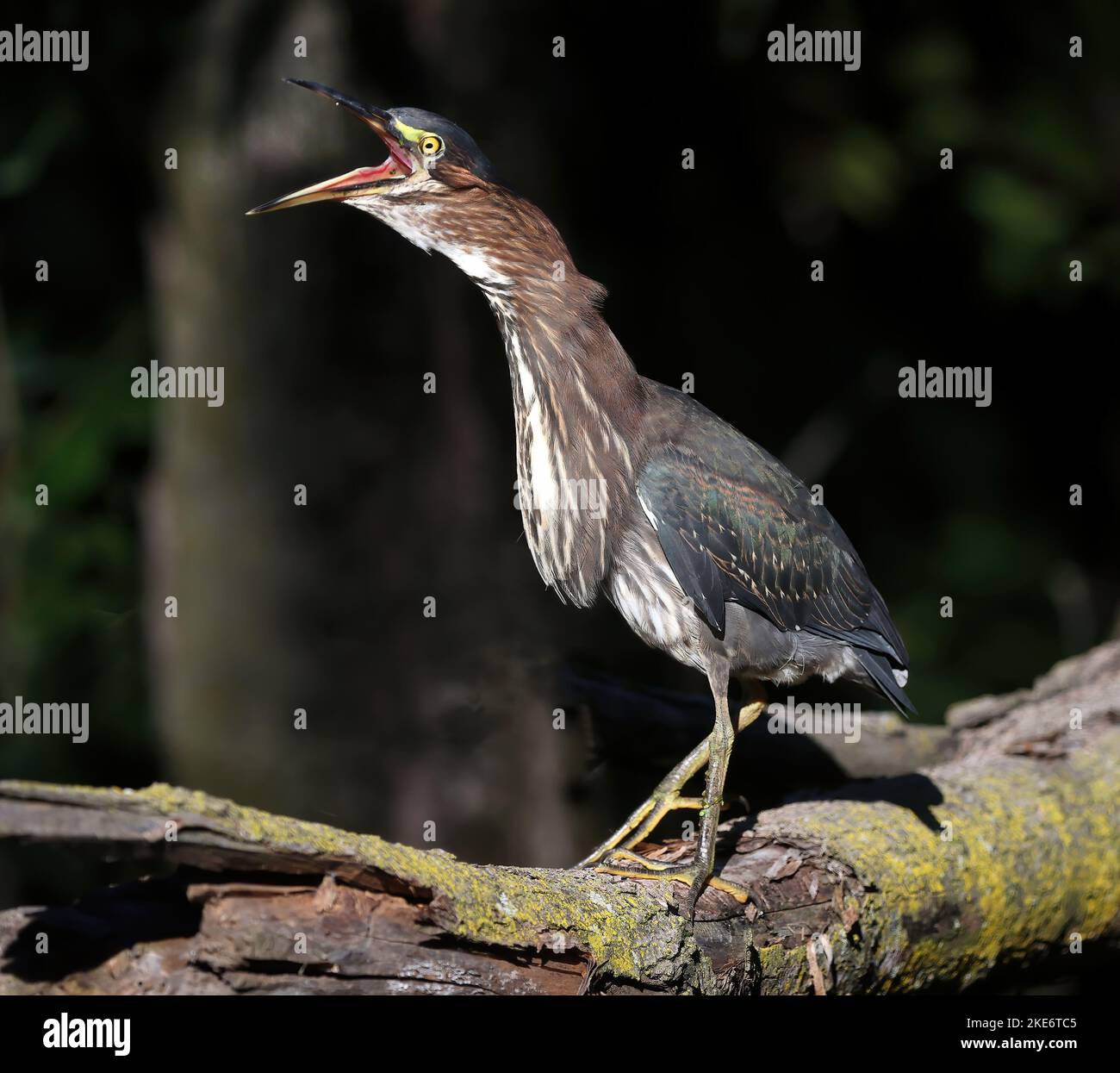 Green heron calling Stock Photo - Alamy