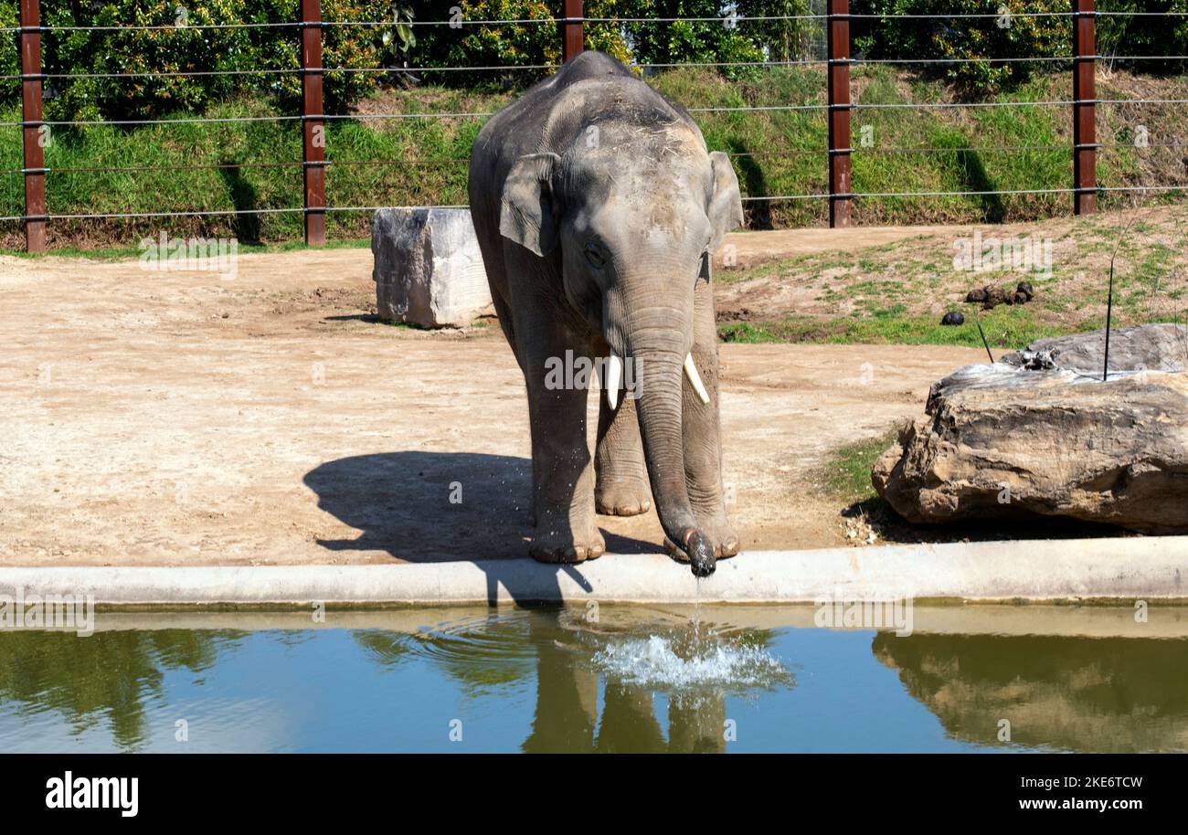 An Asian Elephant (Elephas maximus) drinking water at Sydney Zoo in ...
