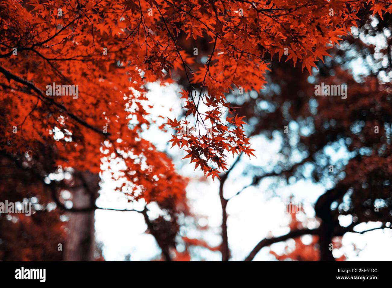 Ise shrine japan hi-res stock photography and images - Alamy