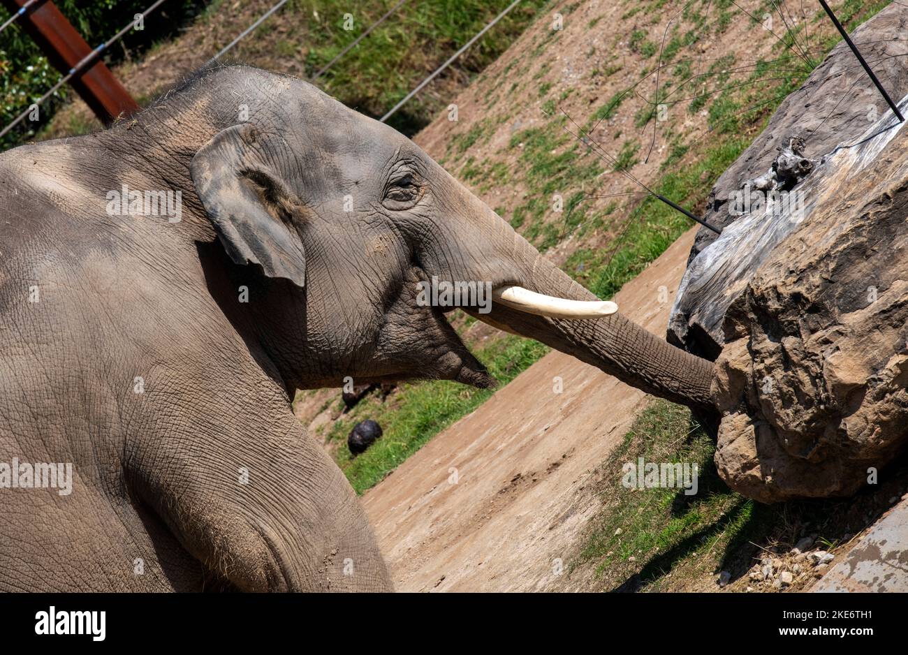 An Asian Elephant (Elephas maximus) at Sydney Zoo in Sydney, NSW ...