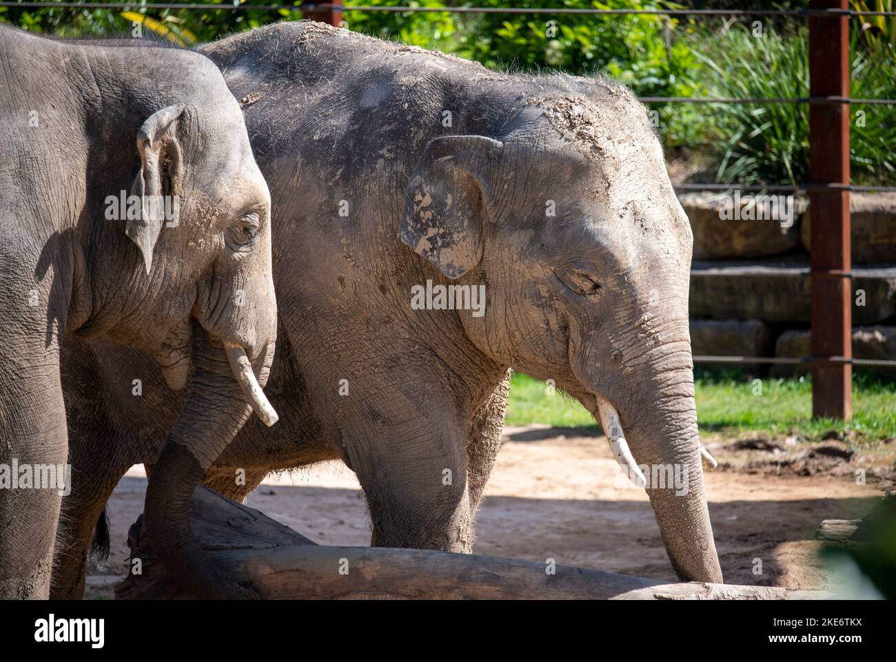 A pair of Asian Elephants (Elephas maximus) at Sydney Zoo in Sydney ...
