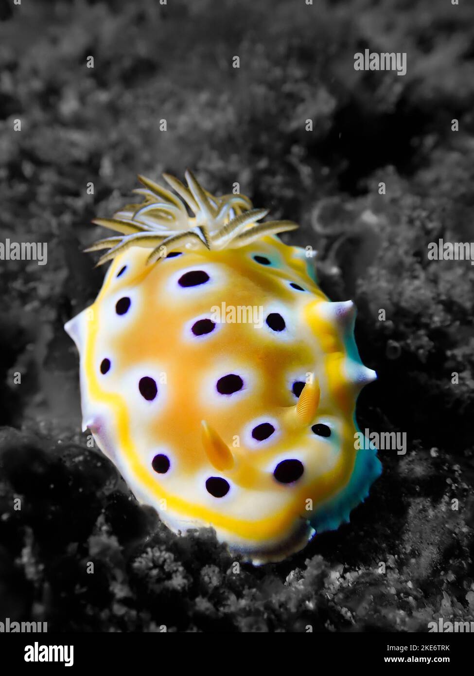 Pineapple fish underwater hi-res stock photography and images - Alamy