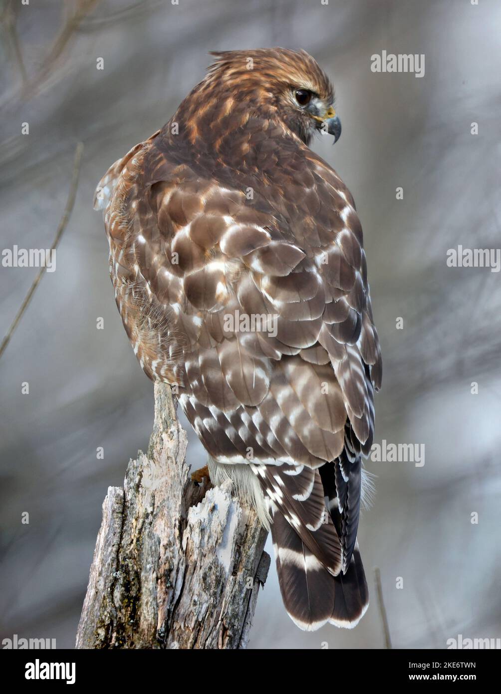 Red-tailed hawk rear view Stock Photo - Alamy