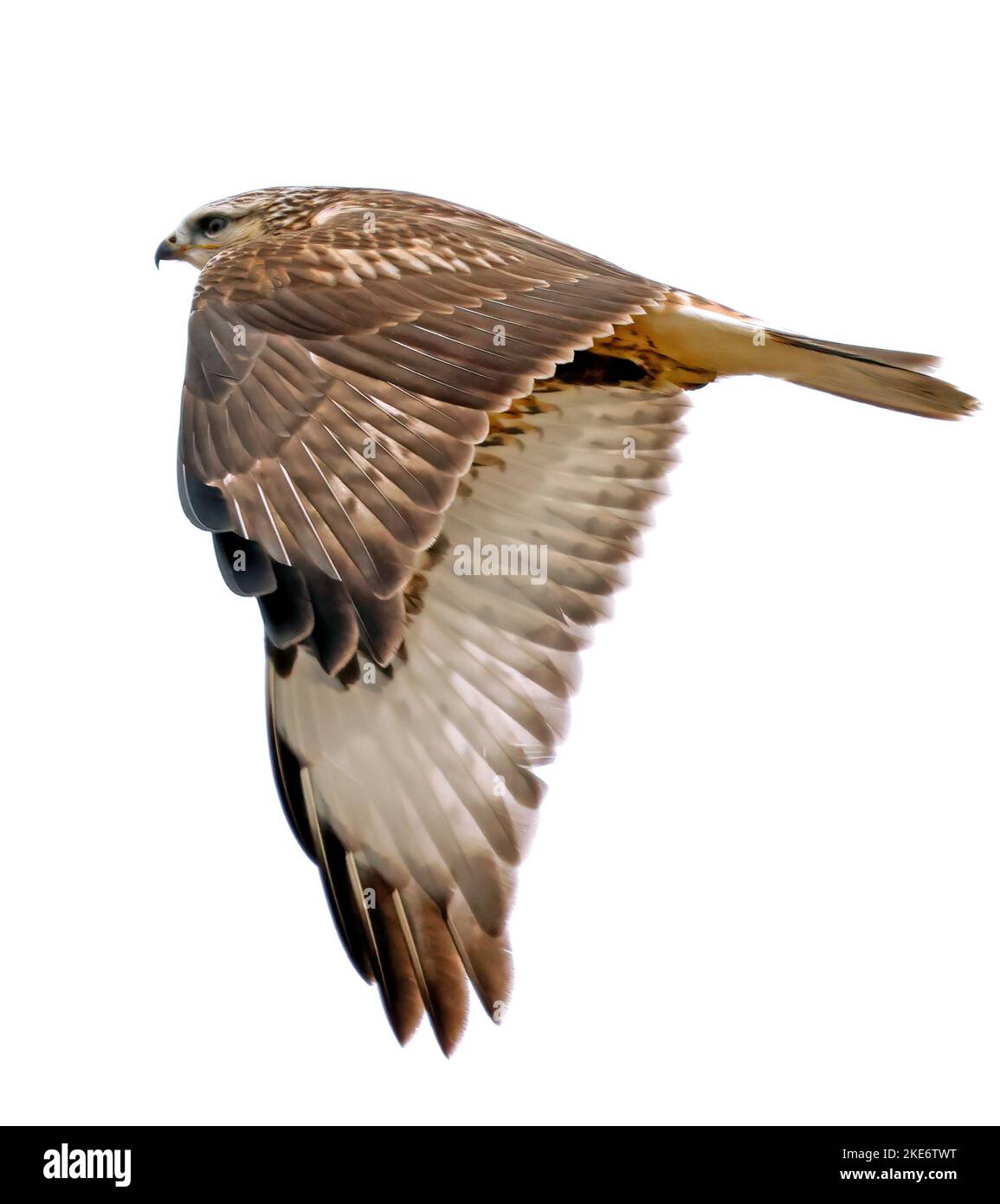 Rough legged hawk on the wing Stock Photo - Alamy
