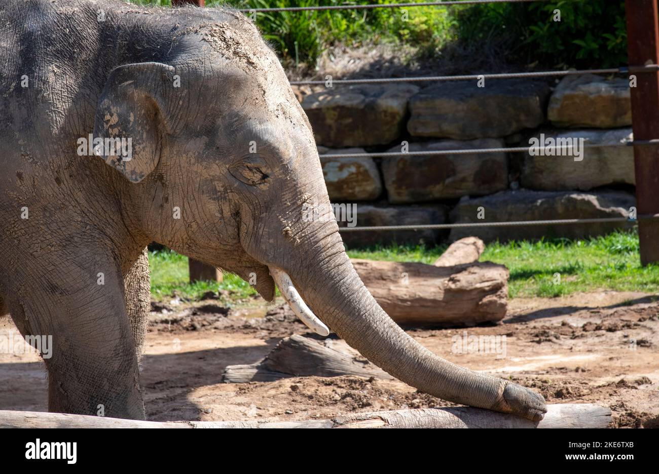 An Asian Elephants (Elephas maximus) at Sydney Zoo in Sydney, NSW ...