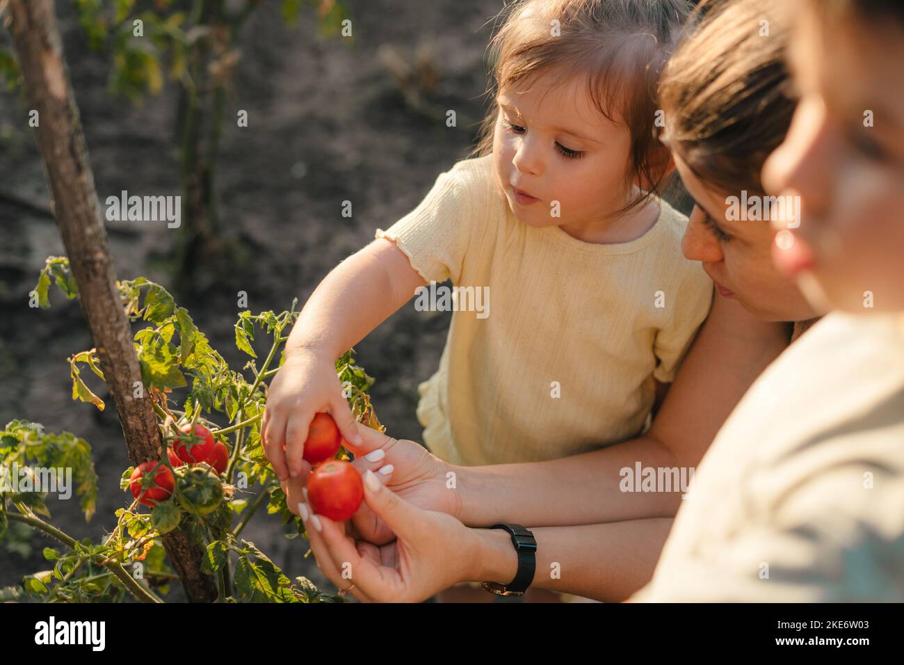 Mature woman with her two kids picking fresh harvested tomatoes at ...