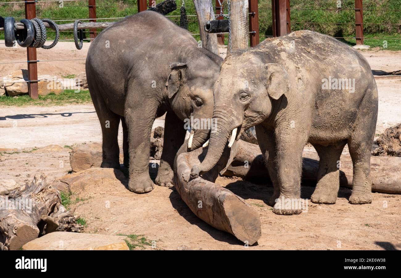 A pair of Asian Elephants (Elephas maximus) at Sydney Zoo in Sydney ...