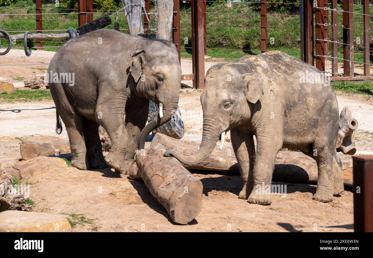A pair of Asian Elephants (Elephas maximus) at Sydney Zoo in Sydney ...