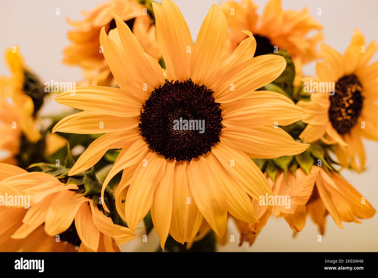 Female hands beautiful sunflower hi-res stock photography and images - Alamy