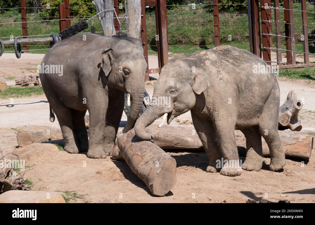 A pair of Asian Elephants (Elephas maximus) at Sydney Zoo in Sydney ...