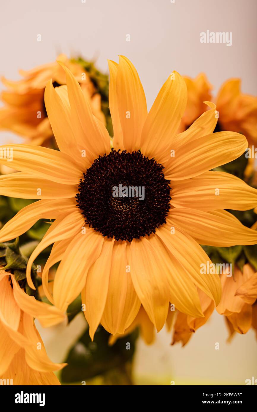 Bouquet of bright yellow large sunflowers. Beautiful fresh flowers ...