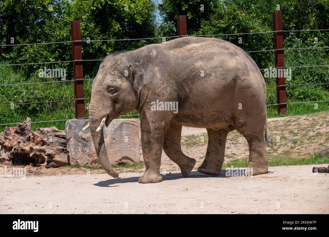 An Asian Elephant (Elephas maximus) at Sydney Zoo in Sydney, NSW ...