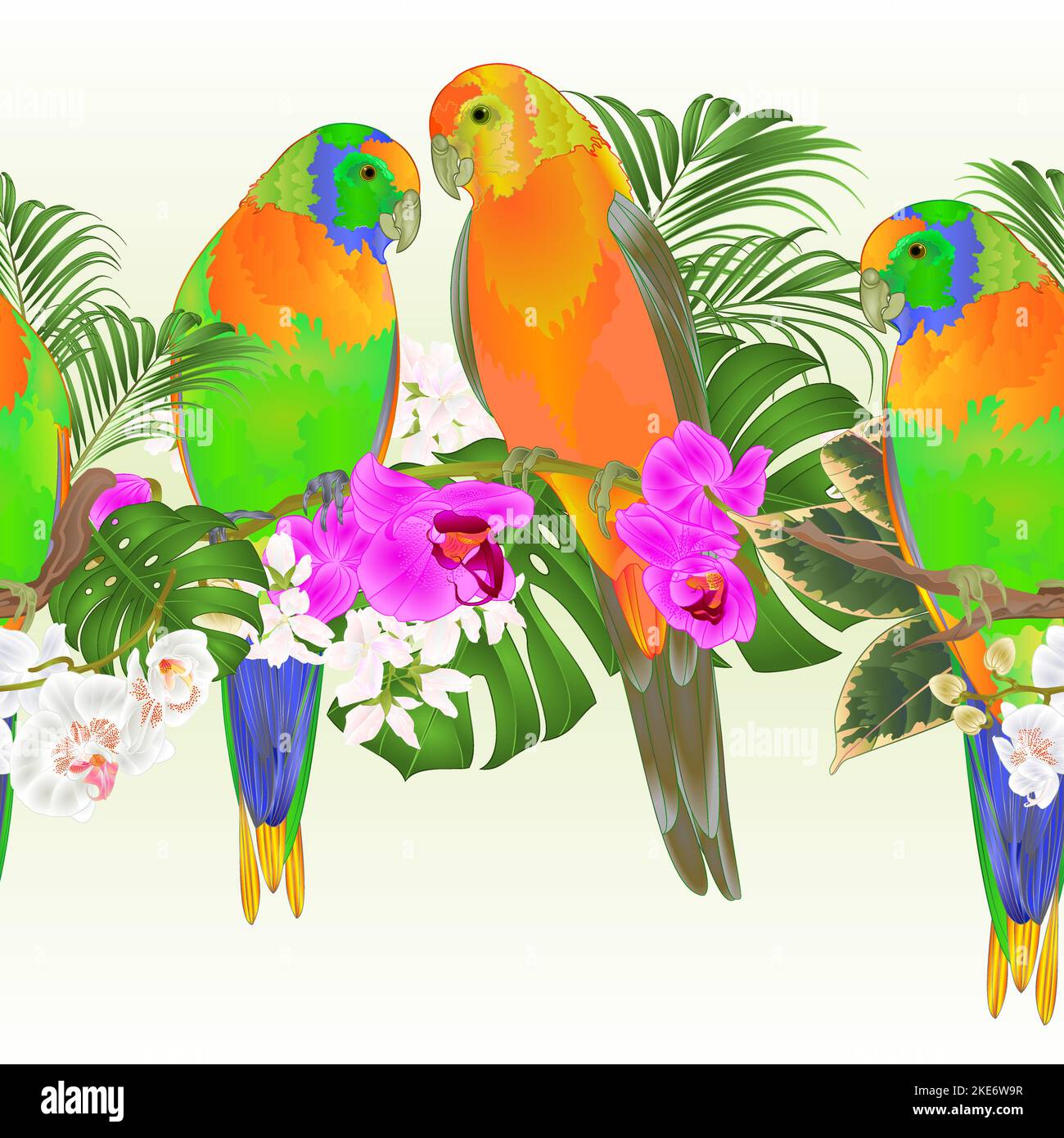 Tropical border seamless background Sun Conure Parrots tropical birds ...
