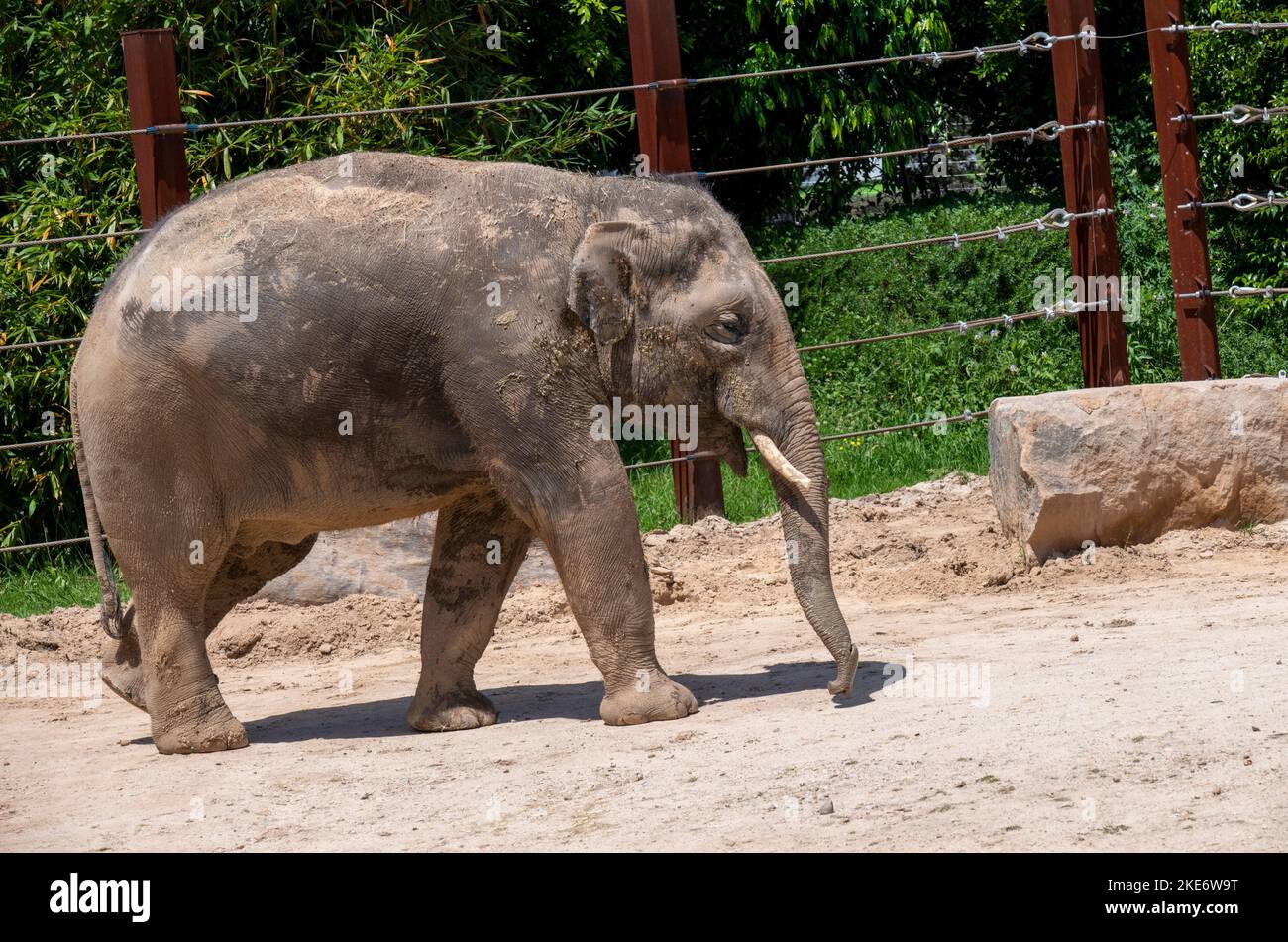 An Asian Elephant (Elephas maximus) at Sydney Zoo in Sydney, NSW ...
