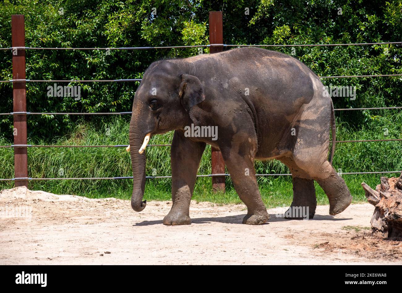 An Asian Elephant (Elephas maximus) at Sydney Zoo in Sydney, NSW ...