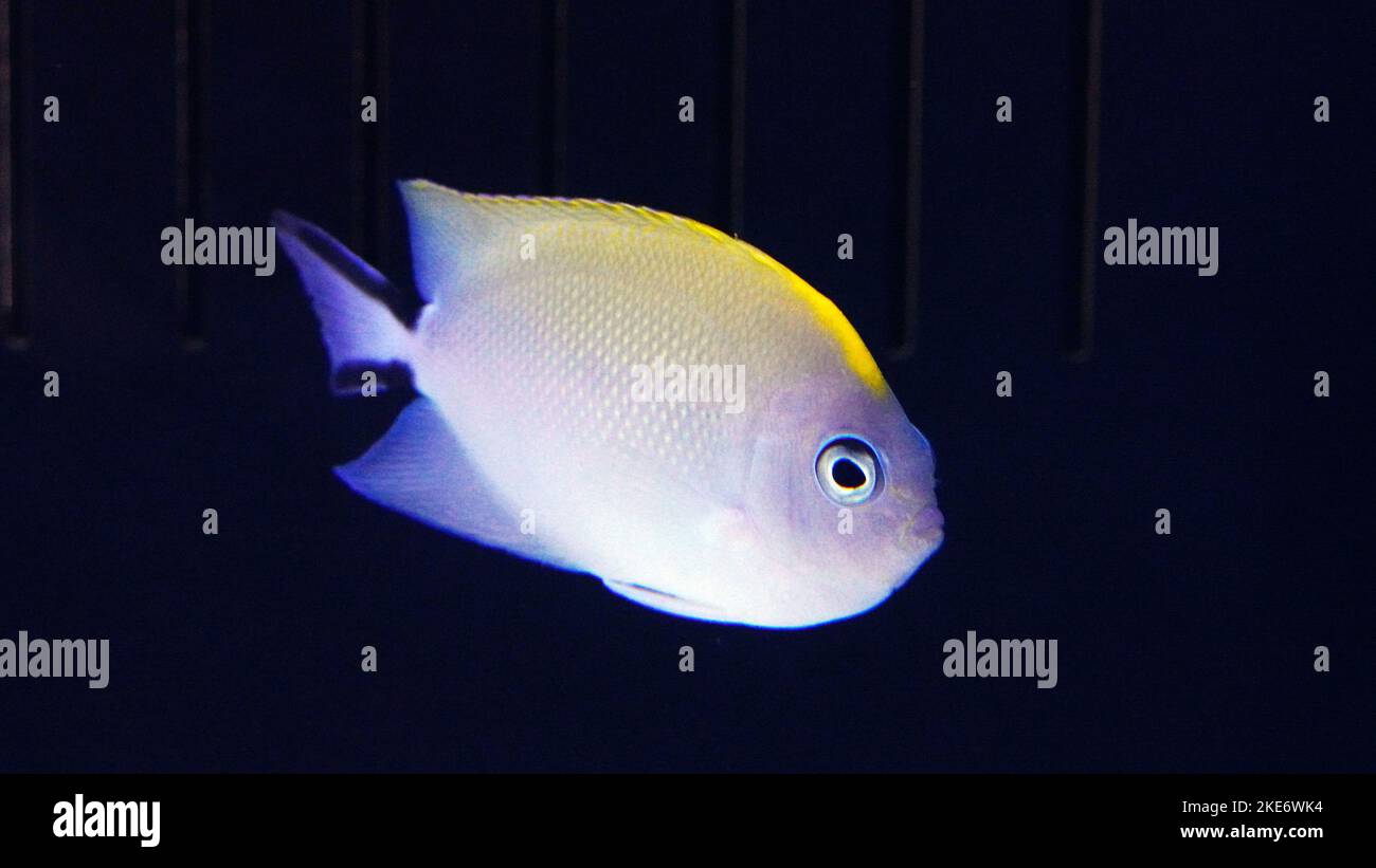 Swallowtail angelfish hi-res stock photography and images - Alamy