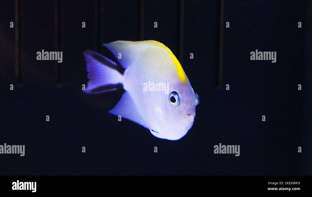 Swallowtail Angelfish