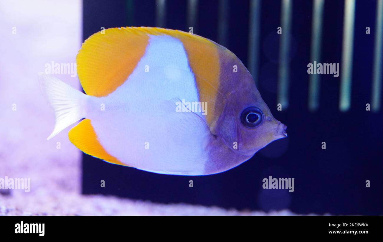 The pyramid butterflyfish is widespread throughout the tropical and ...