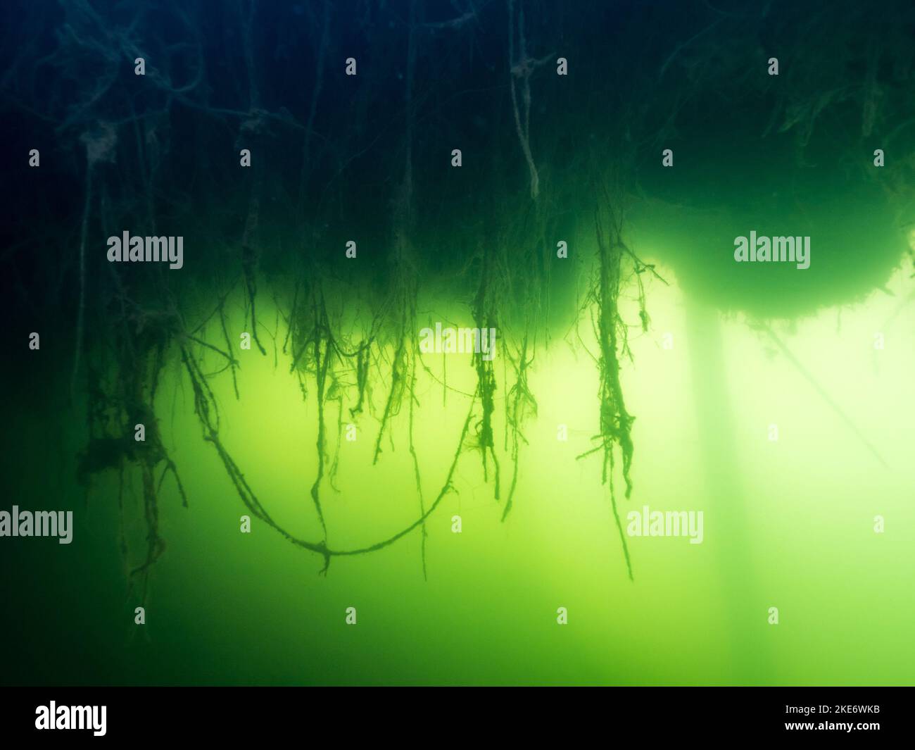 Plant roots hanging underwater below floating bog at lakeside Stock ...
