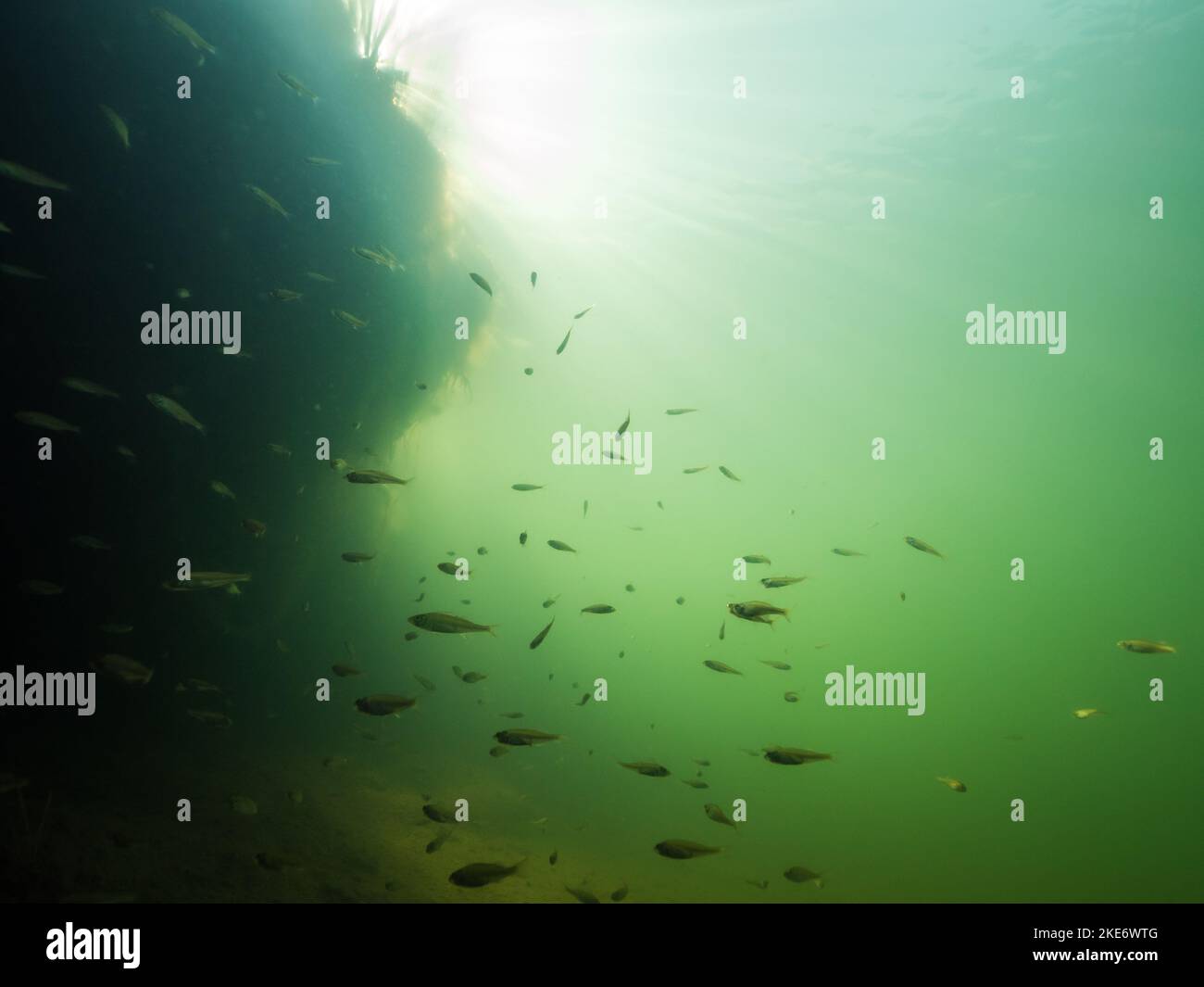 Small european perch fishes swimming hi-res stock photography and ...