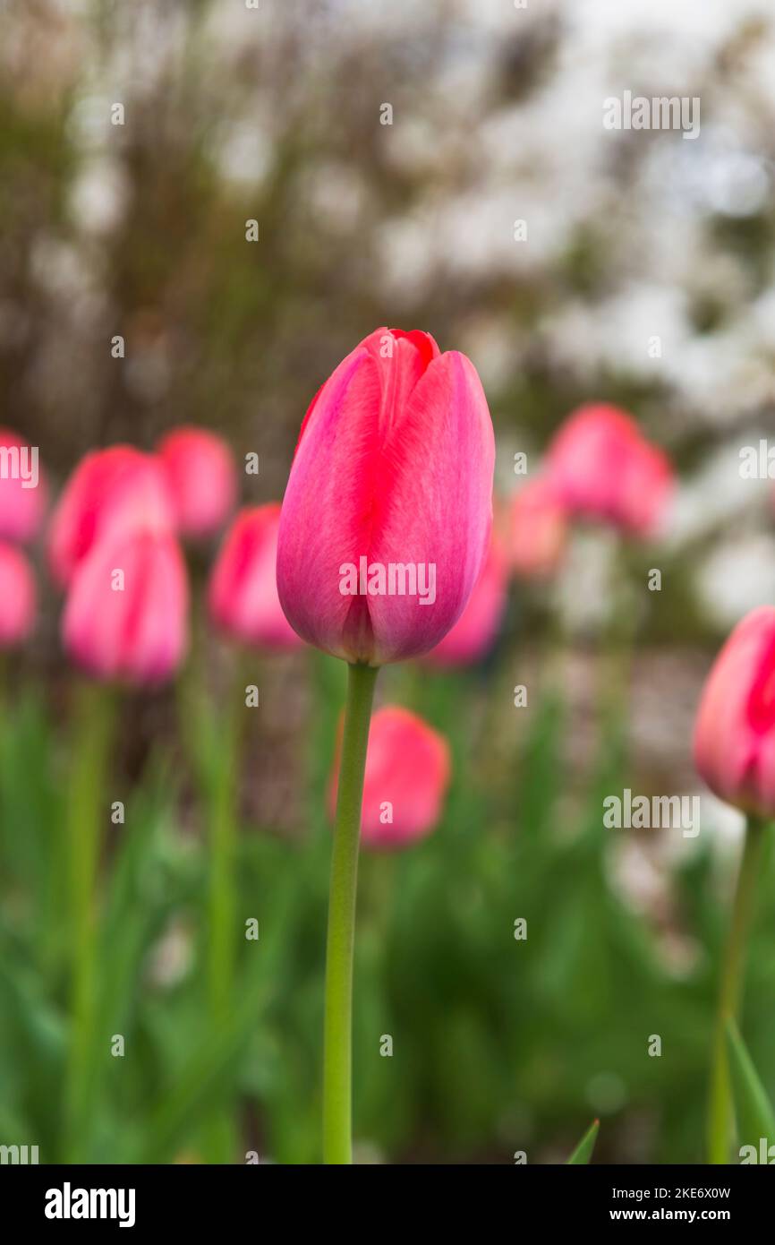 Reddish pink Tulipa - Tulip in bed of Tulipa - Tulips in spring Stock ...