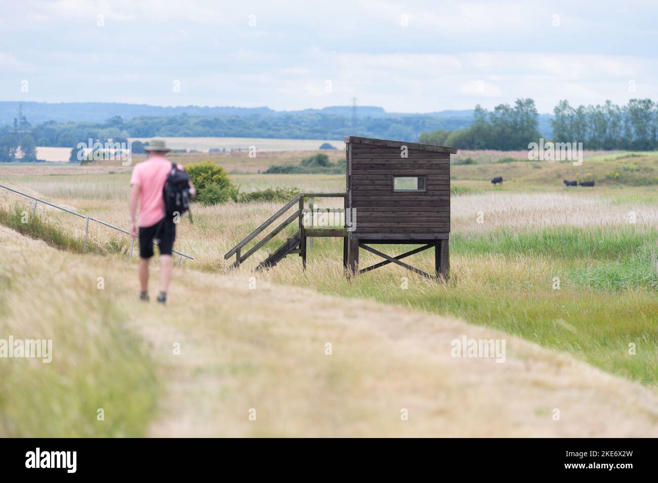 Swale National Nature Reserve - walker on footpath approaching cattle ...