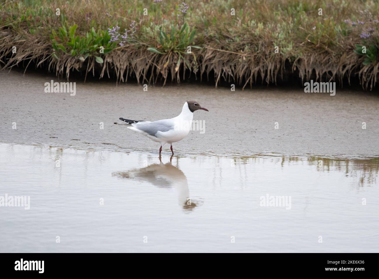 Black Headed Gull (Chroicocephalus ridibundus) on marshland at Swale National Nature Reserve ...