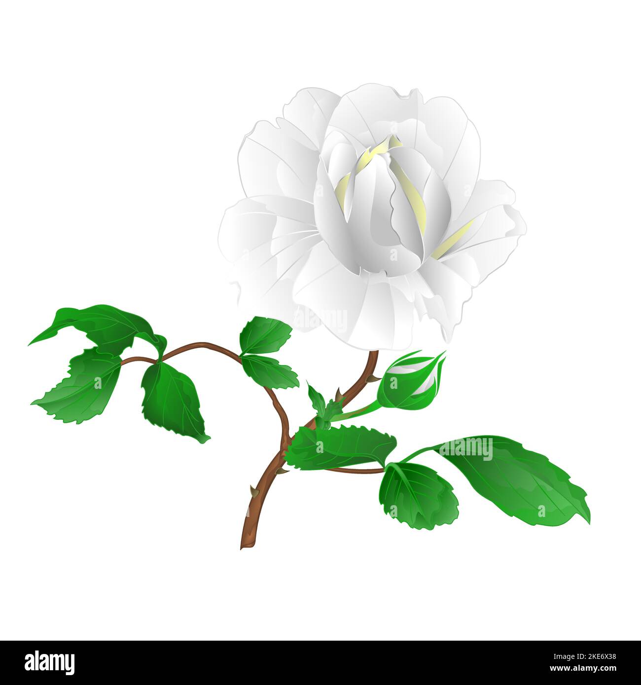 Rose flower white twig with leaves and bud on a white background ...