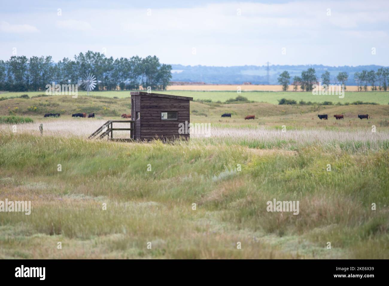 Swale National Nature Reserve - cattle grazing on marshland and bird ...