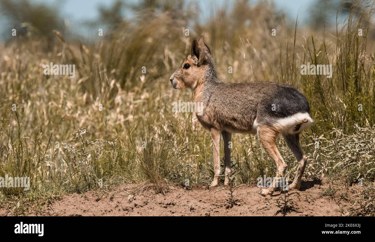 Patagonian cavi,Dolichotis patagonum, Peninsula Valdes, Unesco World ...