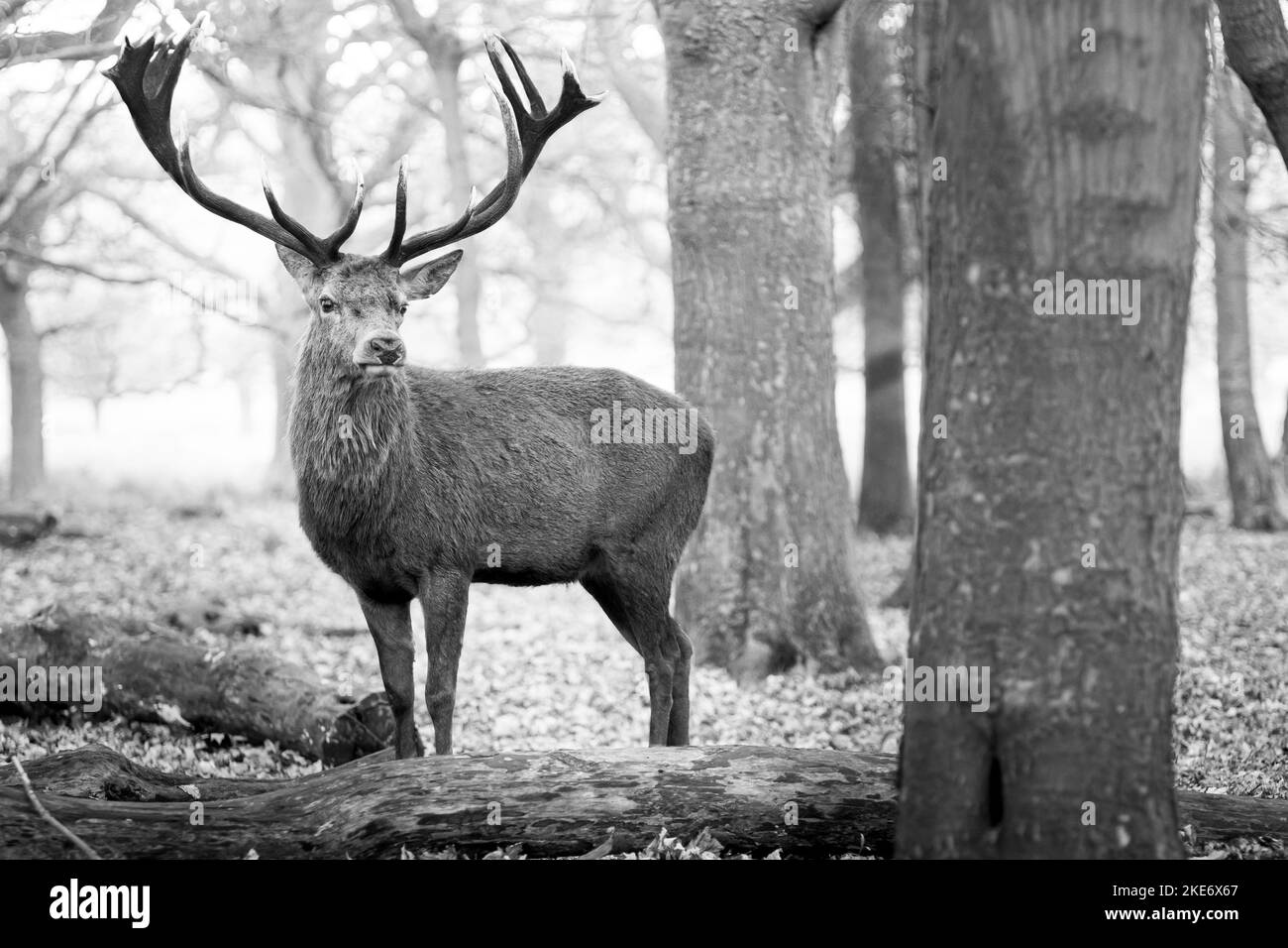 A grayscale of a Red Deer with antlers wandering in the woods at ...