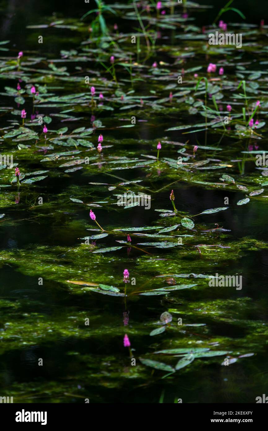 Overgrown pond hi-res stock photography and images - Alamy