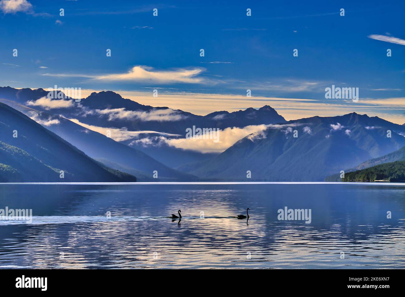 Rotoroa bird hi-res stock photography and images - Alamy