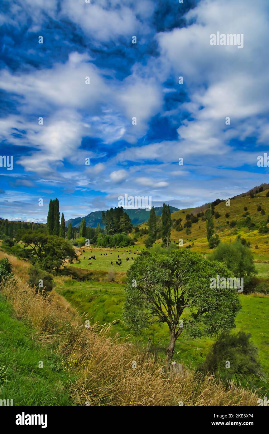 Pastoral landscape with meadows, cattle, trees and hills in Tutaki ...