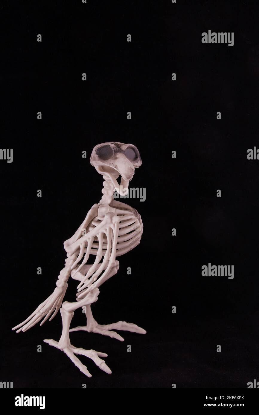 A vertical shot of a fake spooky crow skeleton for Halloween isolated ...