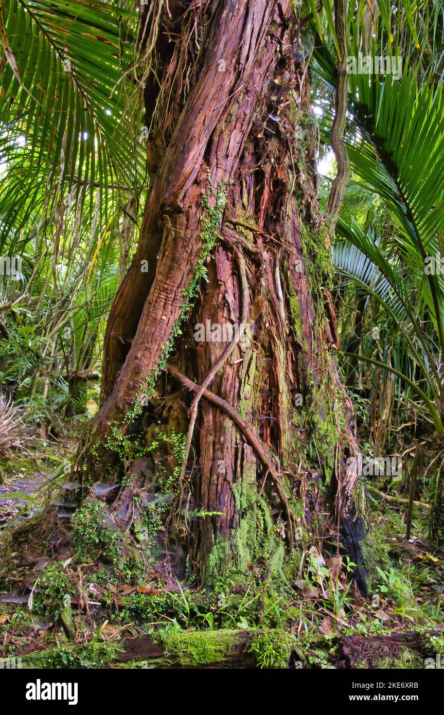 Giant old tree in the dense rainforest of Kahurangi National Park ...