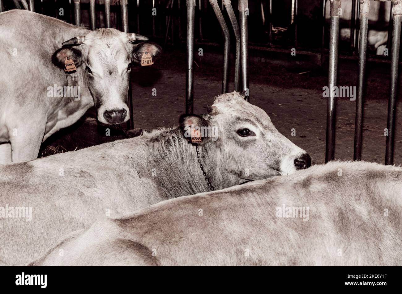 Cleaning udders hi-res stock photography and images - Alamy